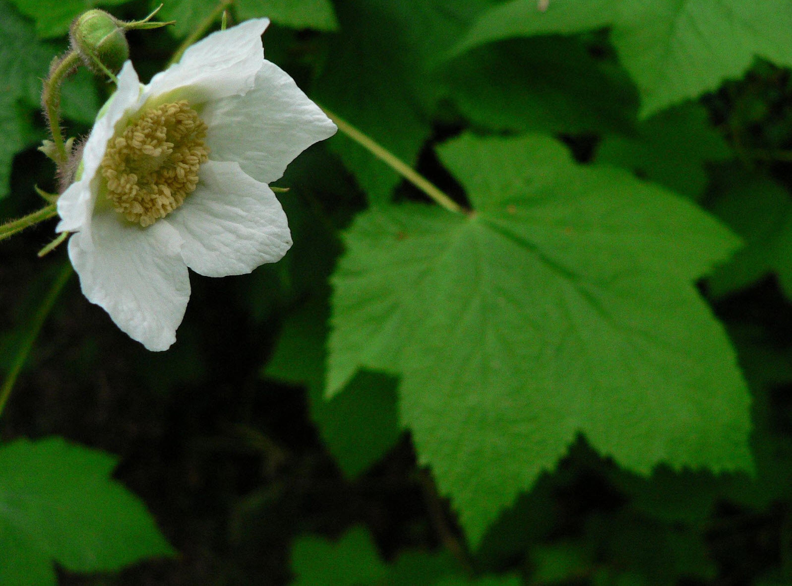 Rubus parviflorus - Western Thimbleberry | PlantMaster