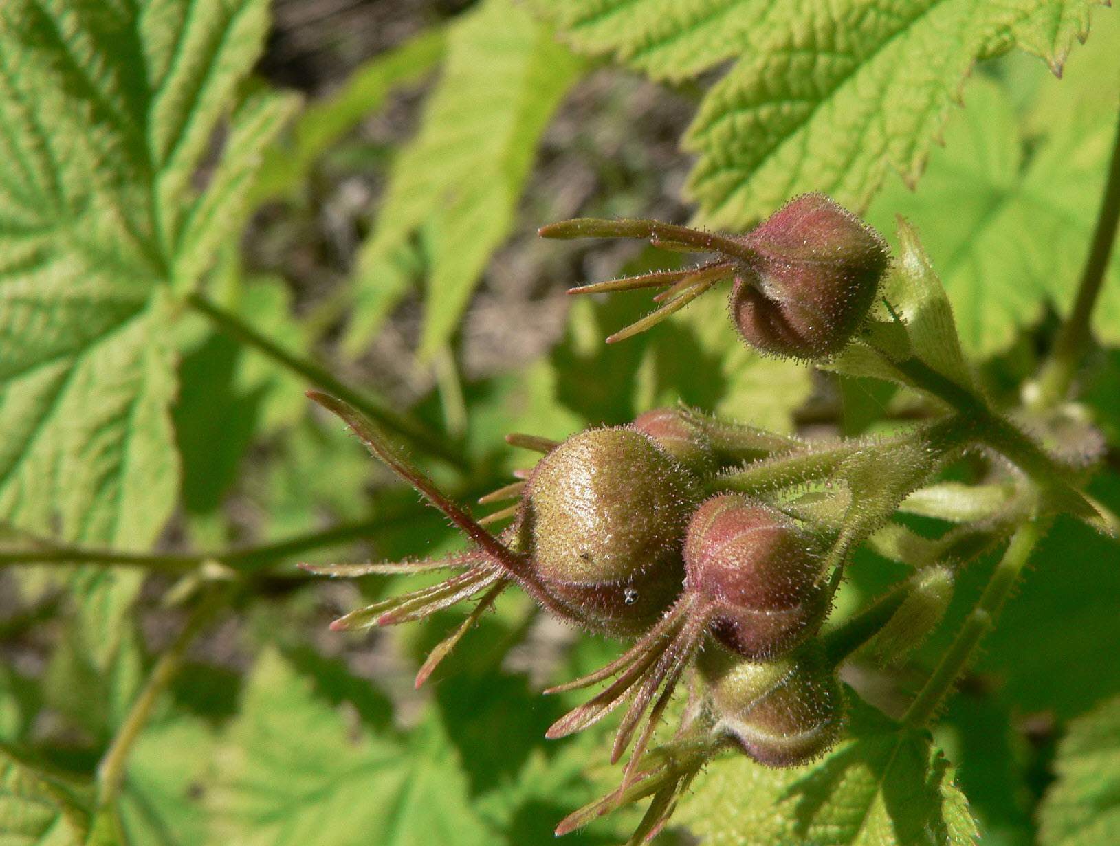 Rubus parviflorus - Western Thimbleberry | PlantMaster
