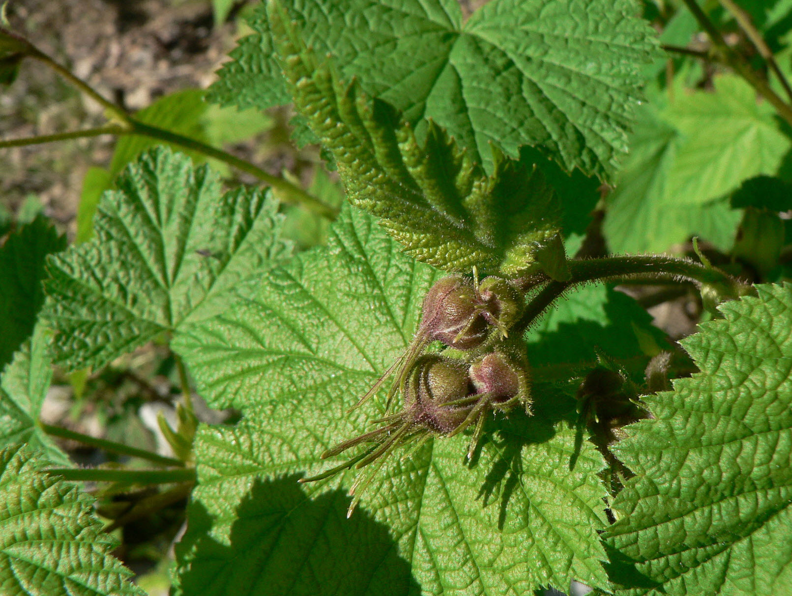 Rubus parviflorus - Western Thimbleberry | PlantMaster