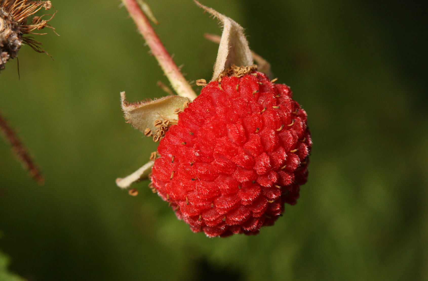 Rubus parviflorus - Western Thimbleberry | PlantMaster