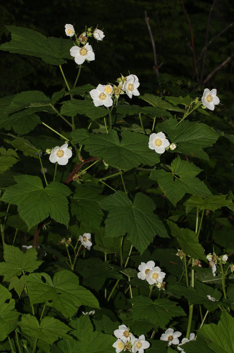 Rubus parviflorus - Western Thimbleberry | PlantMaster