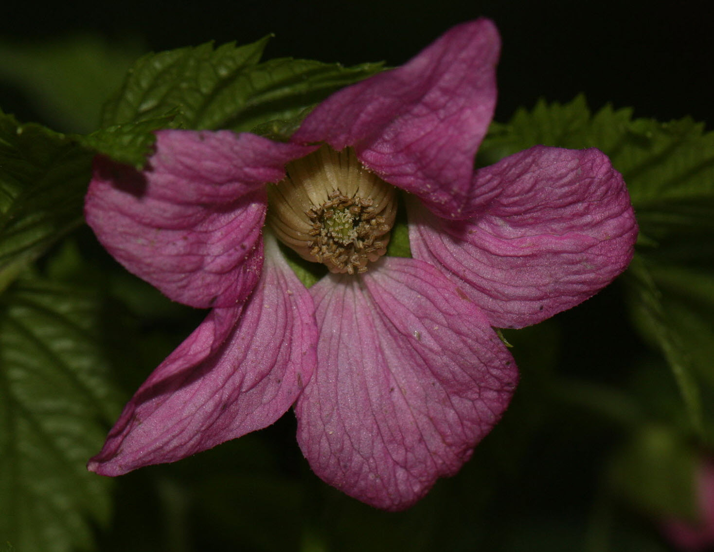 Rubus Spectabilis Salmonberry