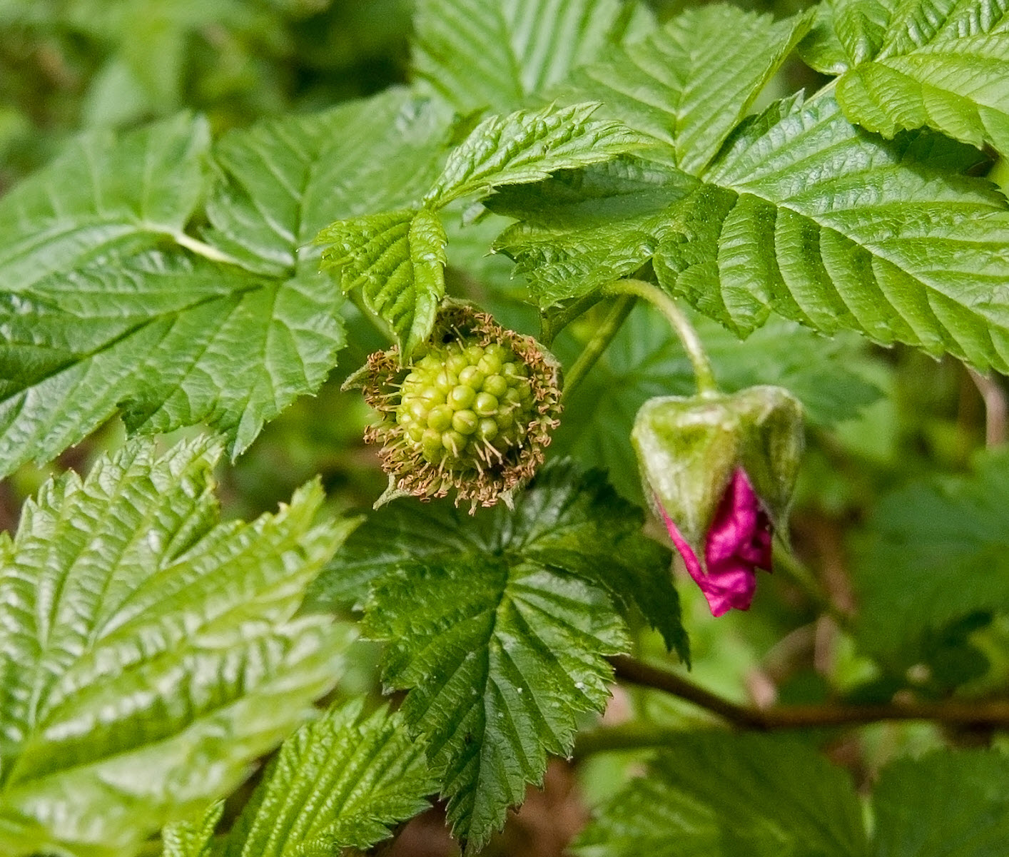 Rubus spectabilis - Salmonberry | PlantMaster