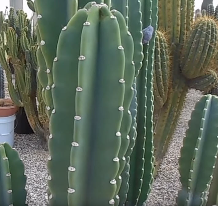 Cereus Hexagonus Cereus Hexagonus (L.) Mill. (World Flora) Pl@ntNet
