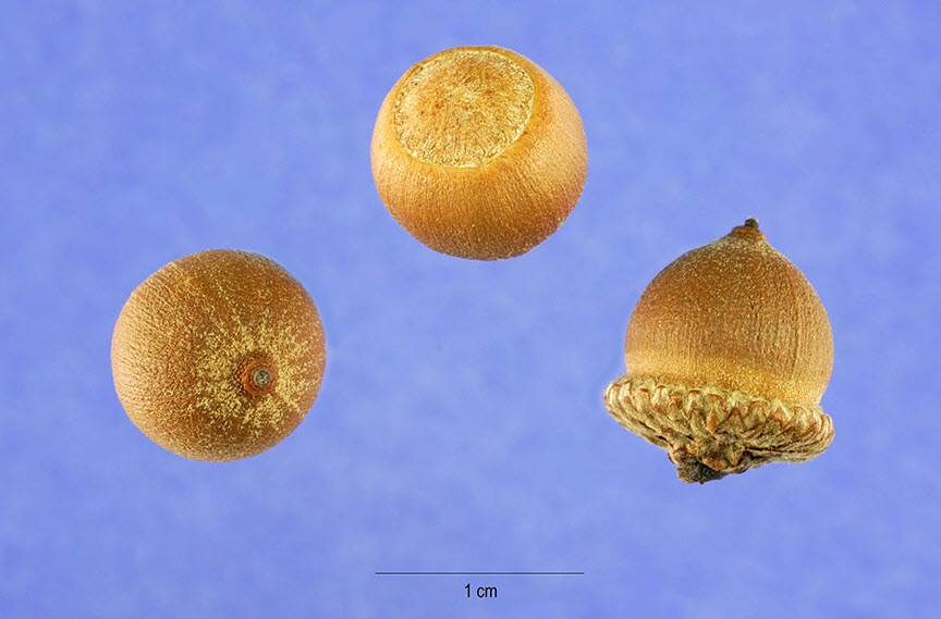 Quercus Phellos Flower