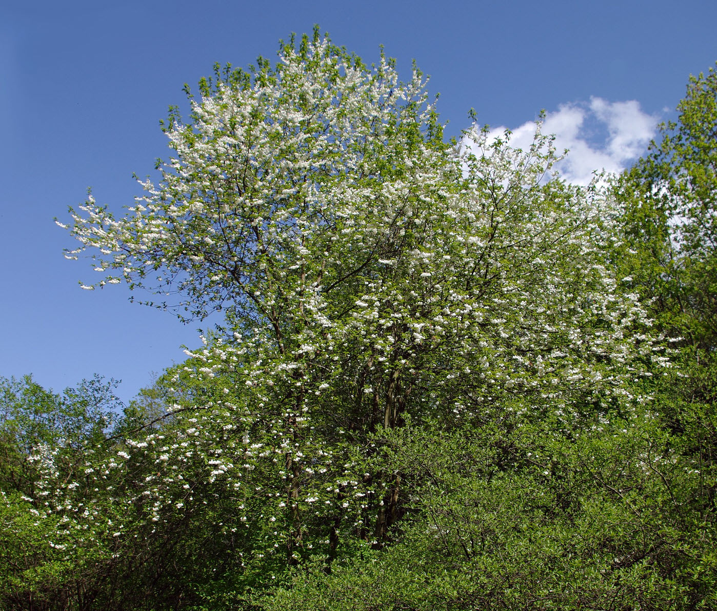 Carolina Silverbell Leaves Halesia Carolina For Sale. Carolina