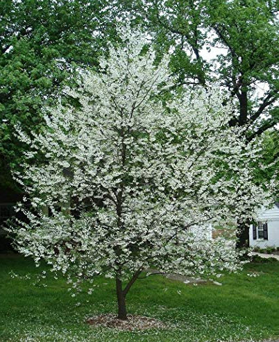 Halesia carolina - Carolina Silverbell | PlantMaster