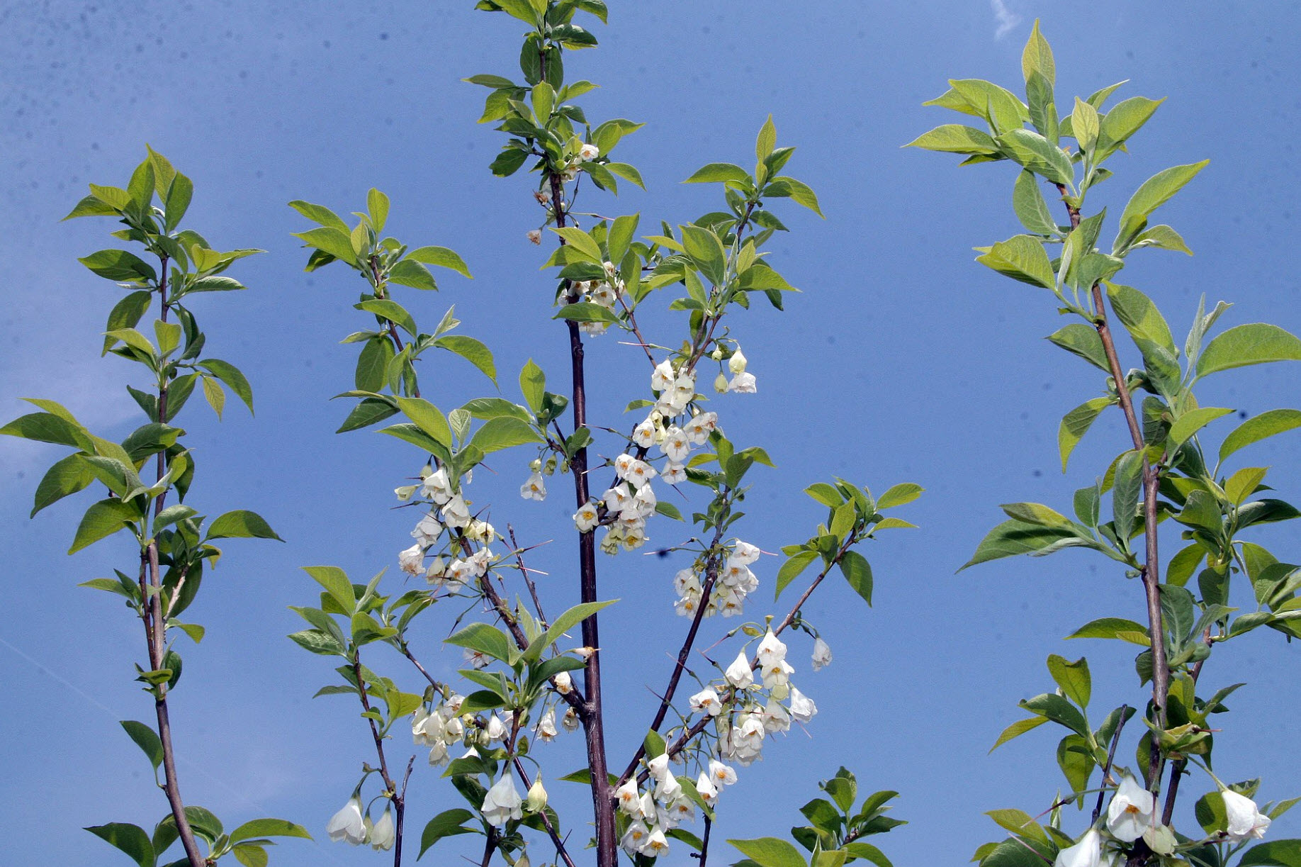Halesia carolina - Carolina Silverbell | PlantMaster