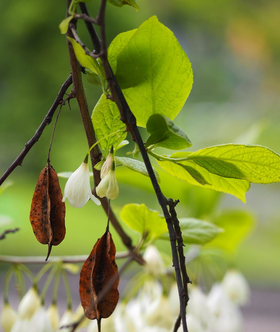 Halesia carolina - Carolina Silverbell | PlantMaster