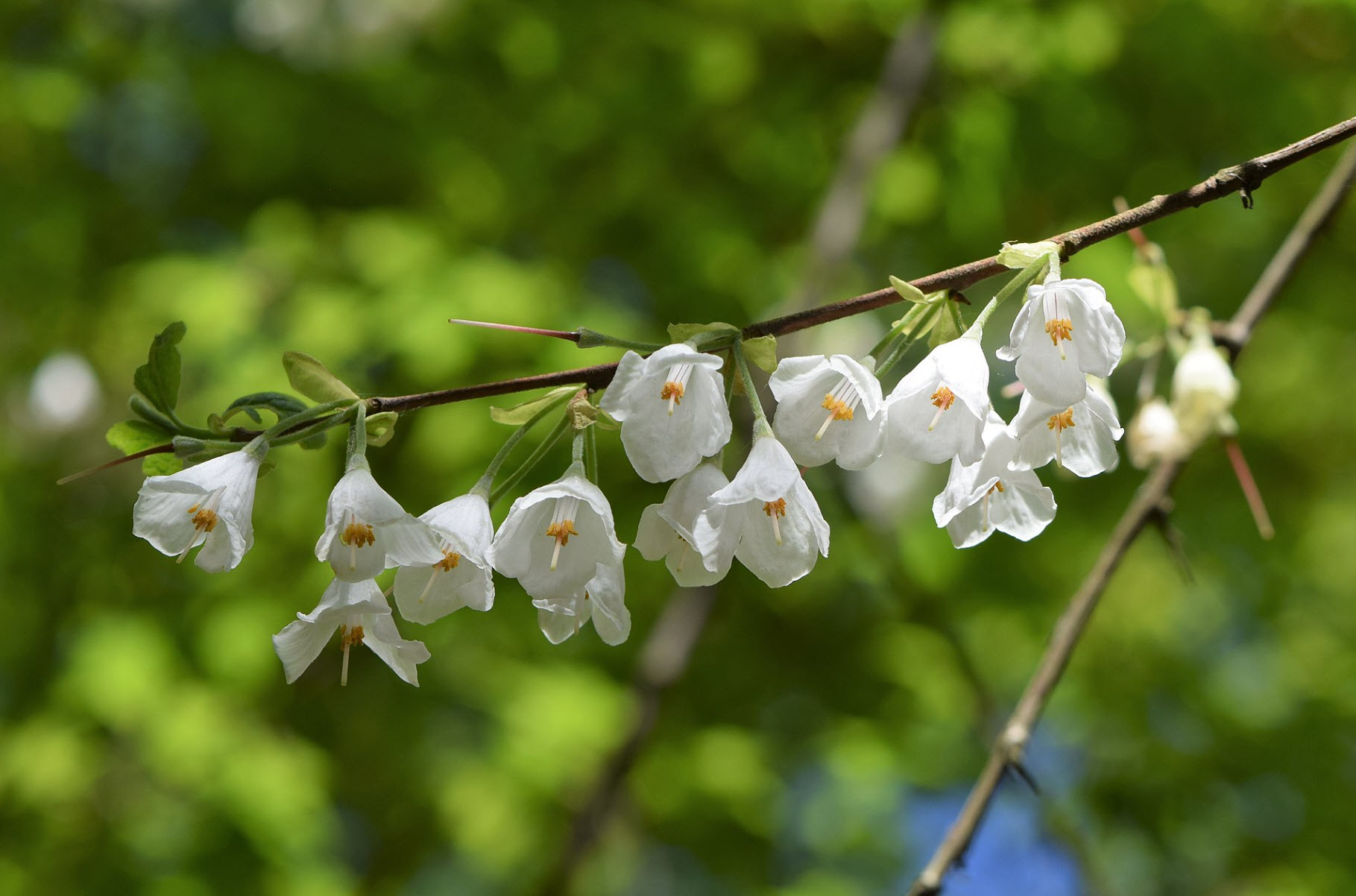 Halesia carolina - Carolina Silverbell | PlantMaster