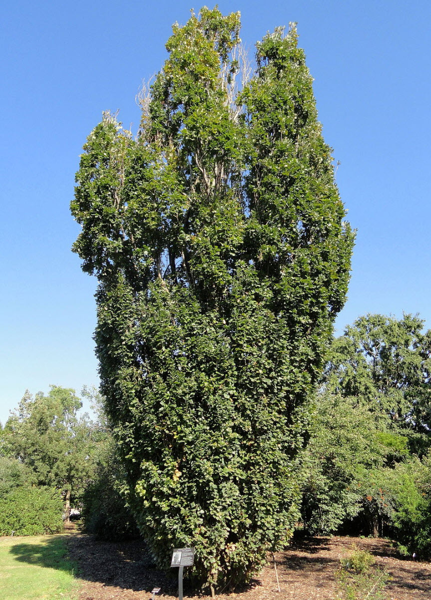 Quercus Robur 39fastigiata39 Pyramidal English Oak Field English Oak