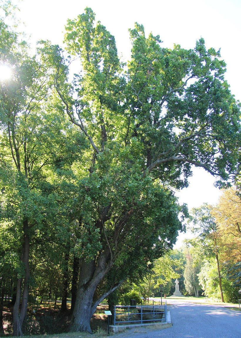 Folha De Quercus Robur Fastigiata