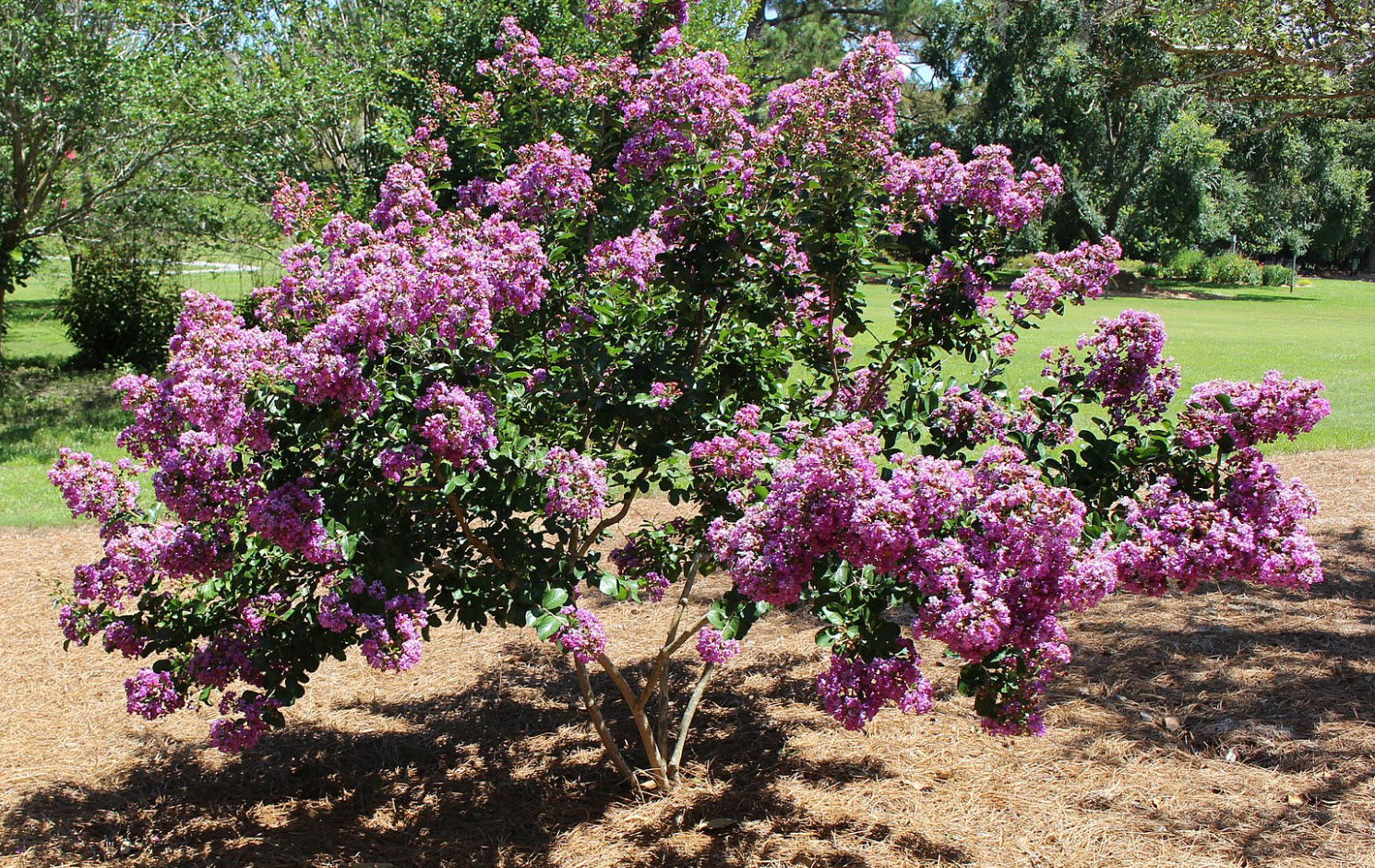 Deep Purple Crape Myrtle Crape Myrtle (Lagerstroemia Indica) 50