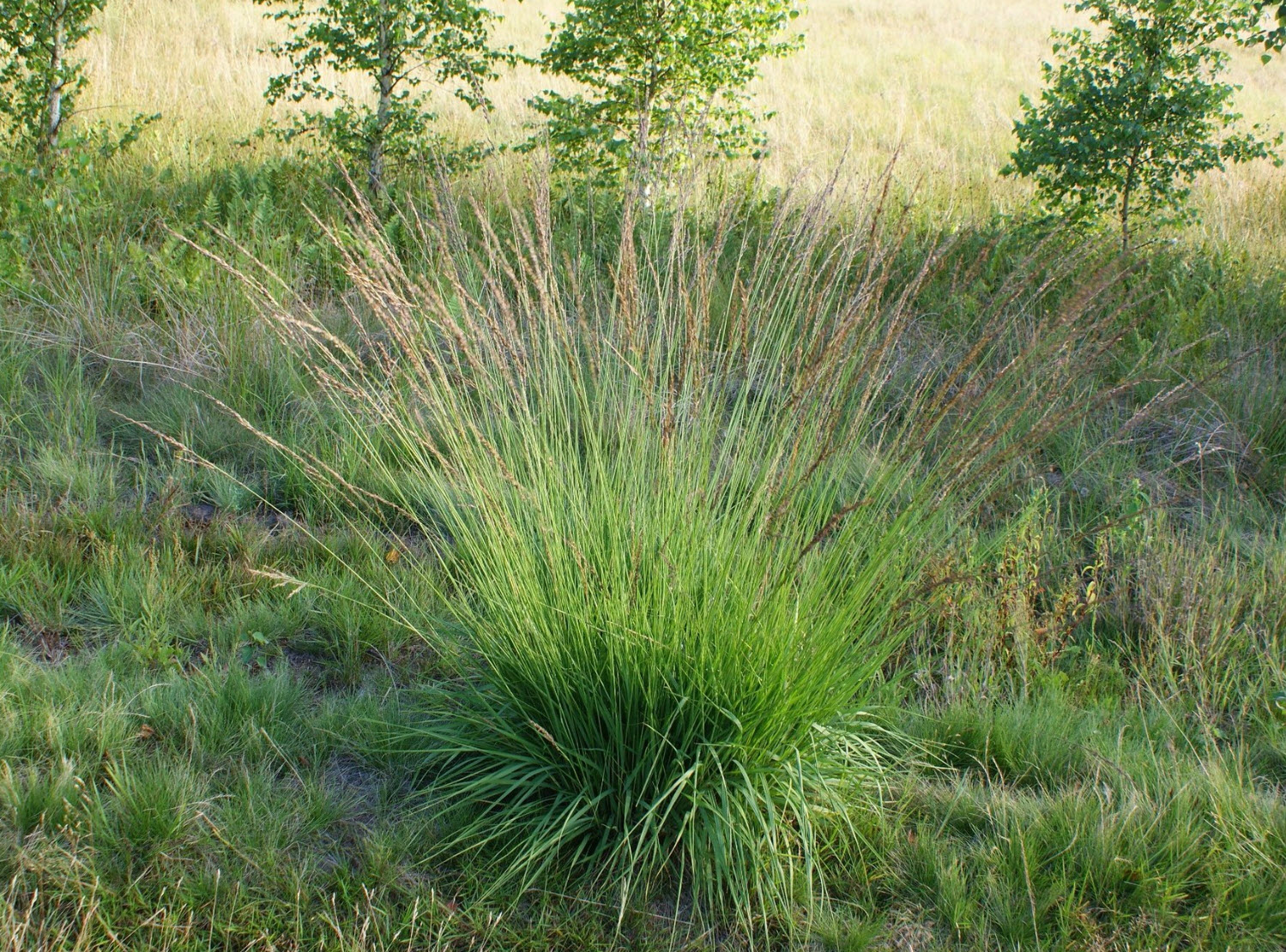 Molinia caerulea - Moor Grass | PlantMaster