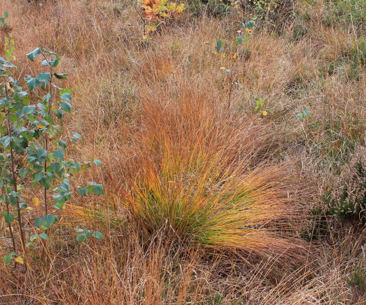 Molinia caerulea - Moor Grass | PlantMaster