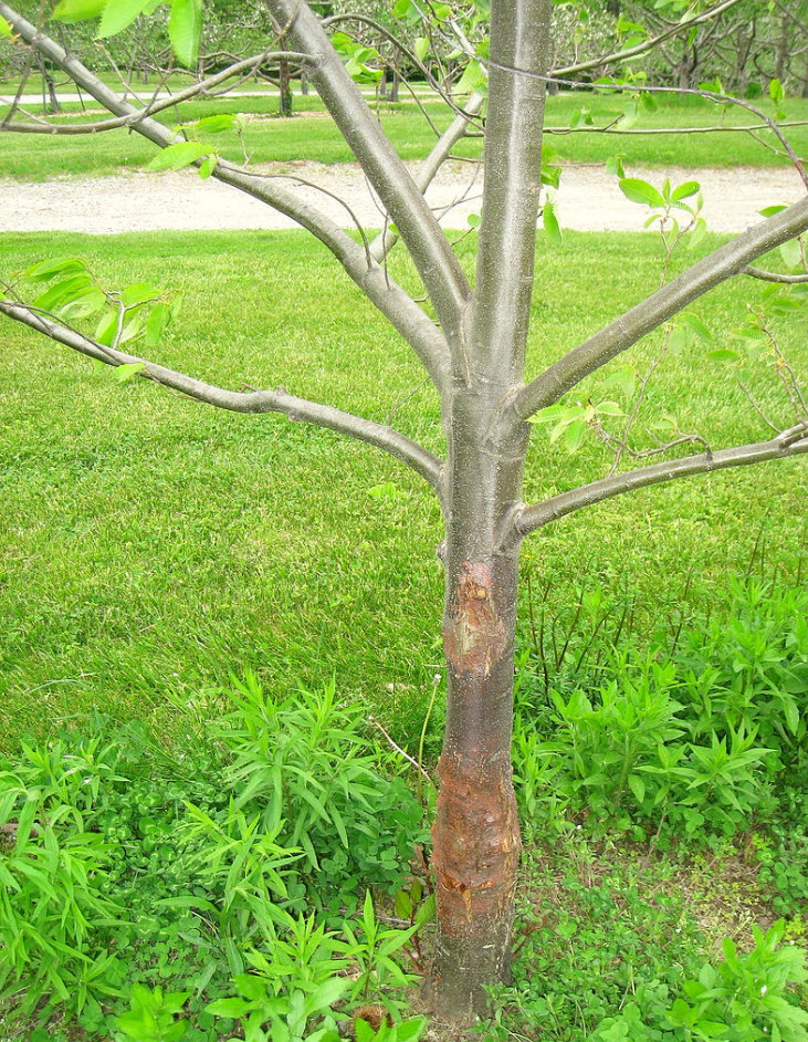 Castanea dentata - American Chestnut | PlantMaster
