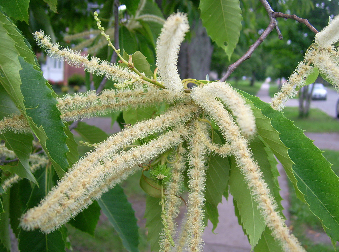 Castanea dentata - American Chestnut | PlantMaster