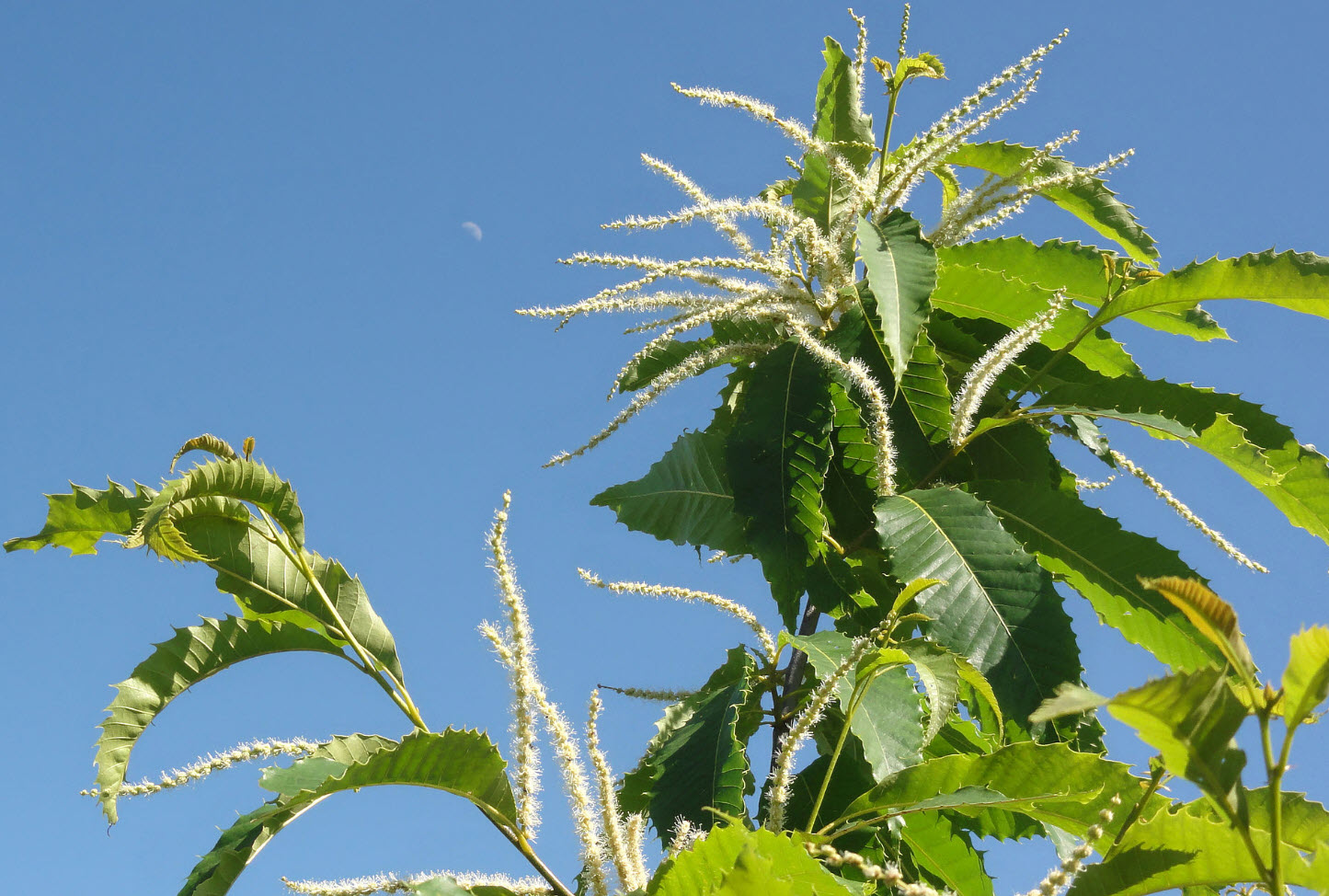 Castanea dentata - American Chestnut | PlantMaster