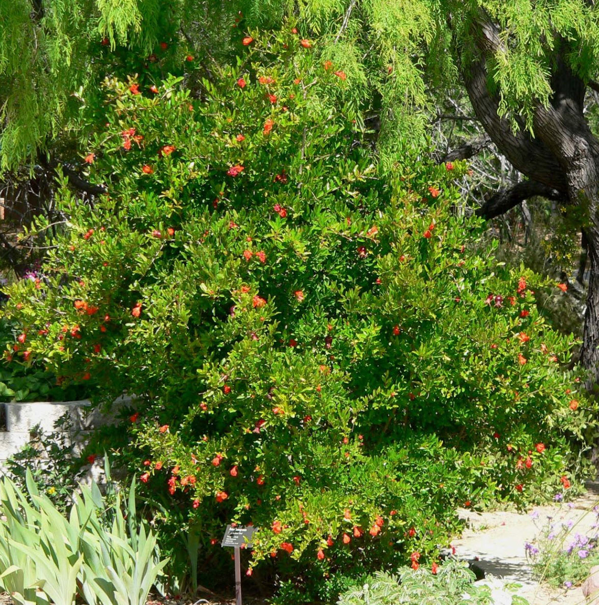 Angel Red Pomegranate Tree