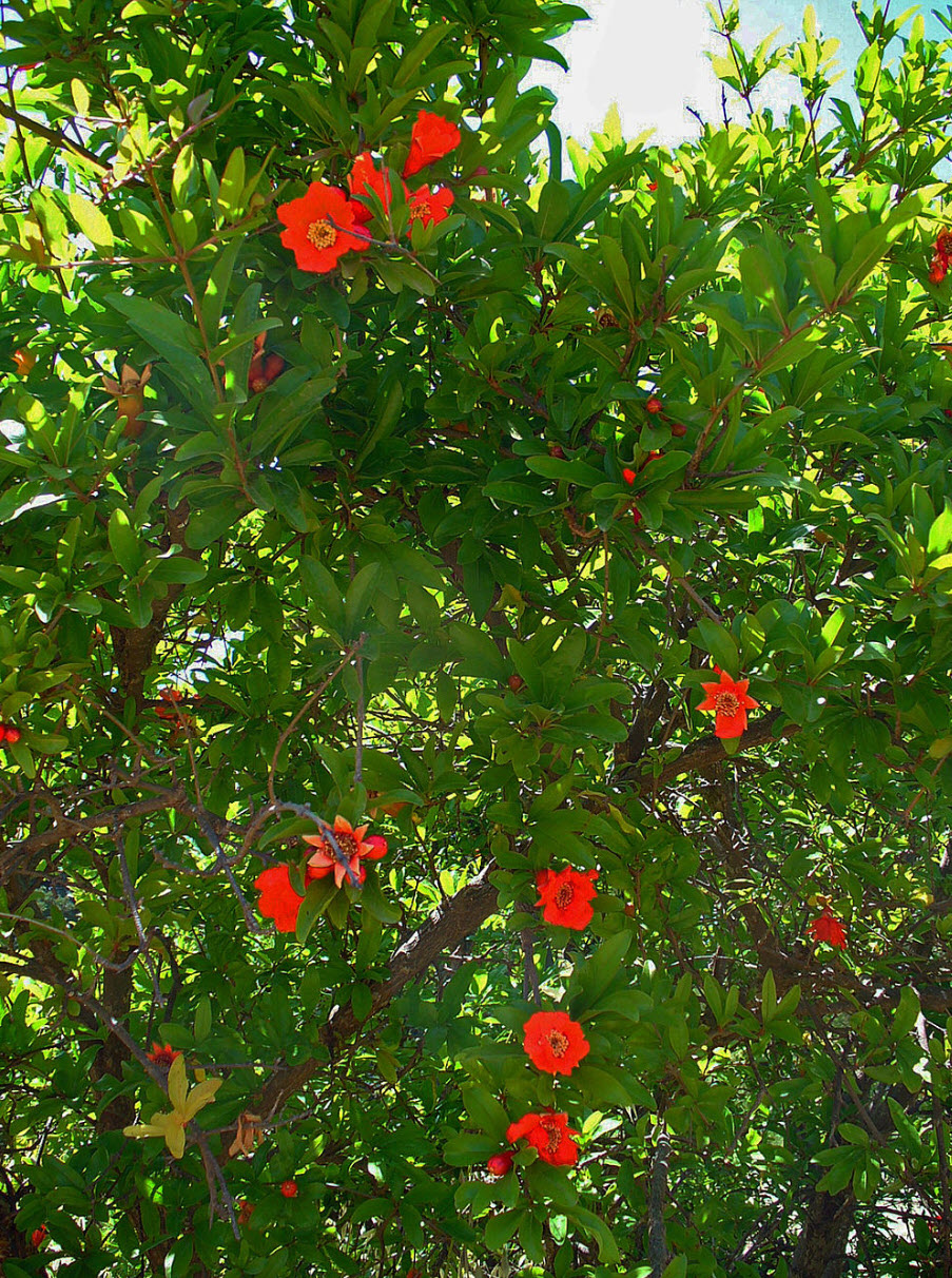 Angel Red Pomegranate Tree