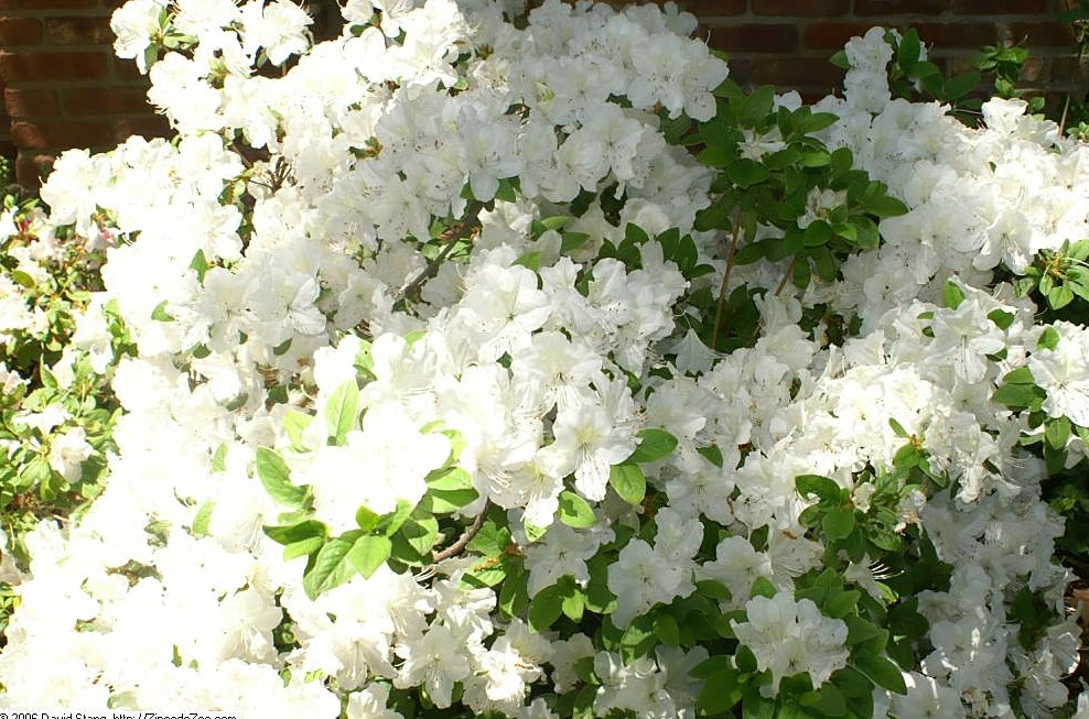 Azalea 'Everest' - Everest Azalea | PlantMaster