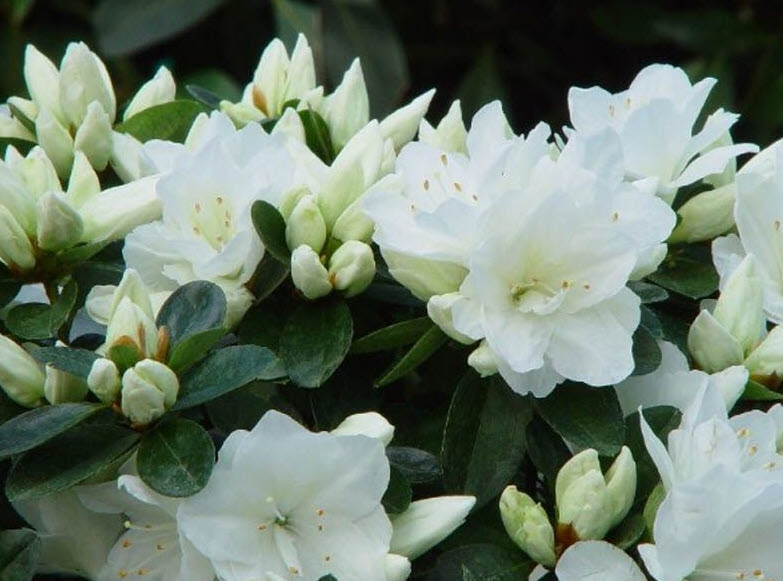 Azalea 'Everest' - Everest Azalea | PlantMaster