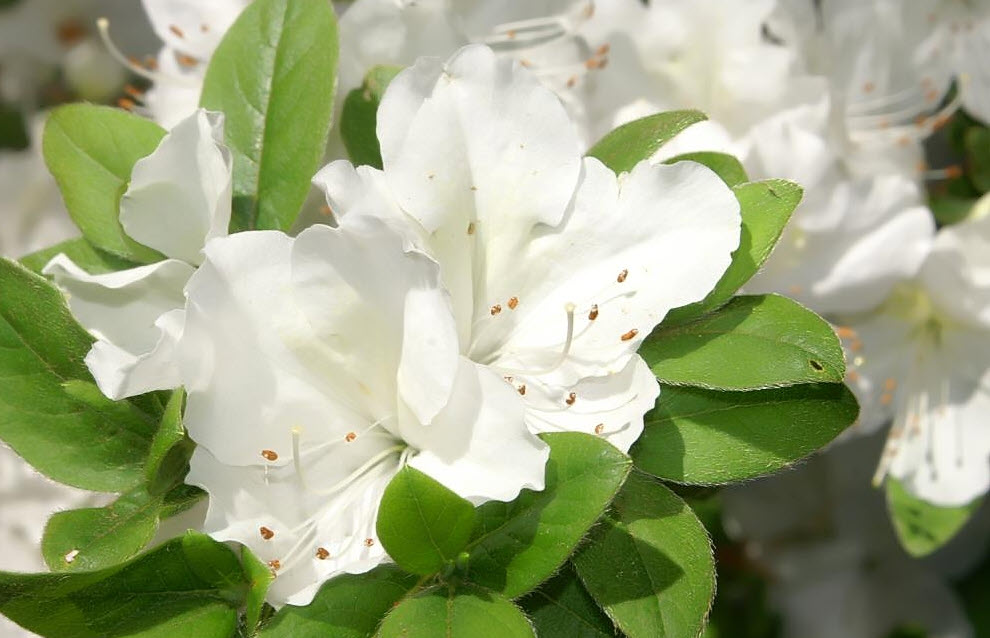 Azalea 'Everest' - Everest Azalea | PlantMaster