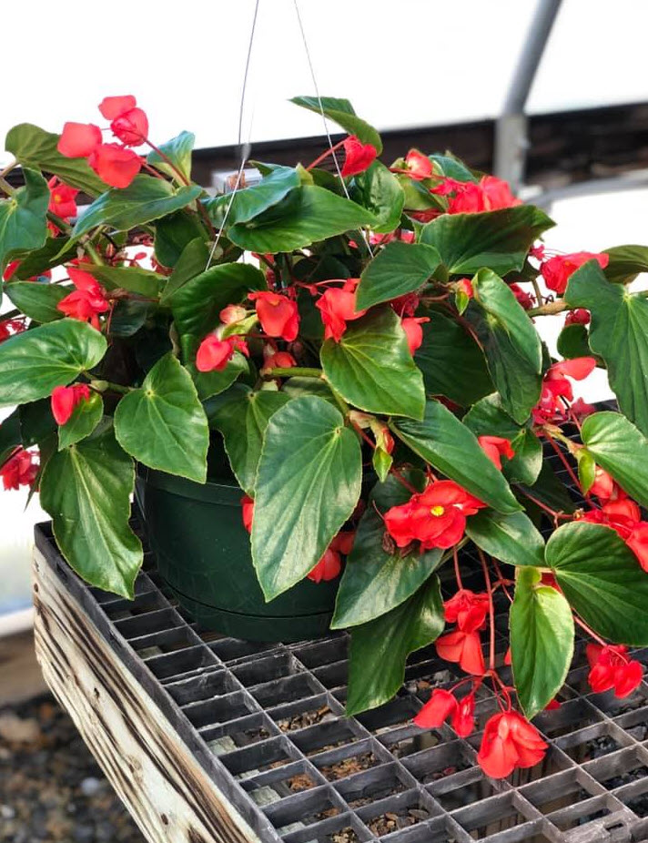 Red Dragon Wing Begonia