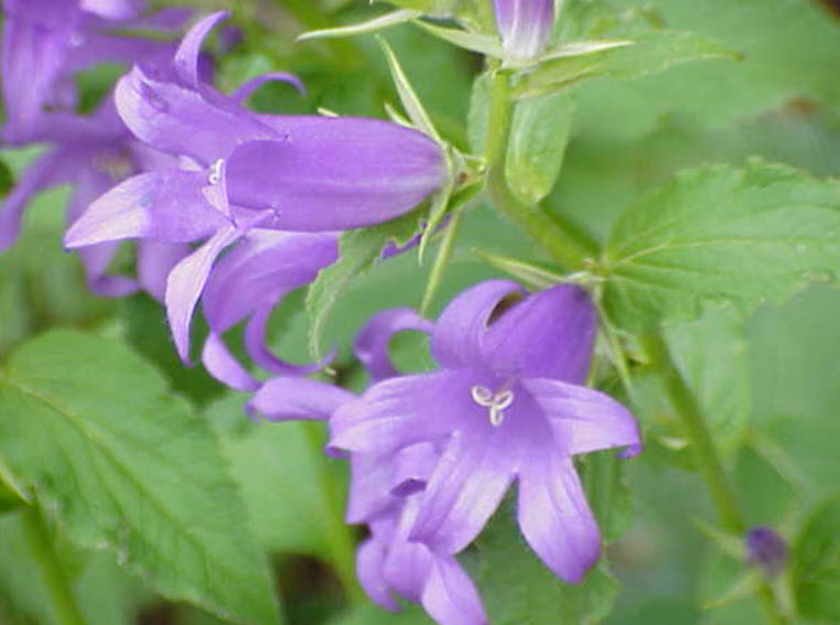 Campanula latifolia - Great Bellflower | PlantMaster