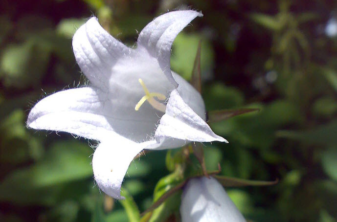Campanula latifolia - Great Bellflower | PlantMaster