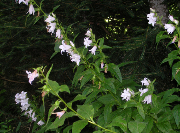 Campanula latifolia - Great Bellflower | PlantMaster
