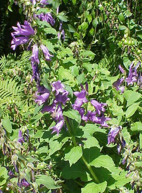 Campanula latifolia - Great Bellflower | PlantMaster