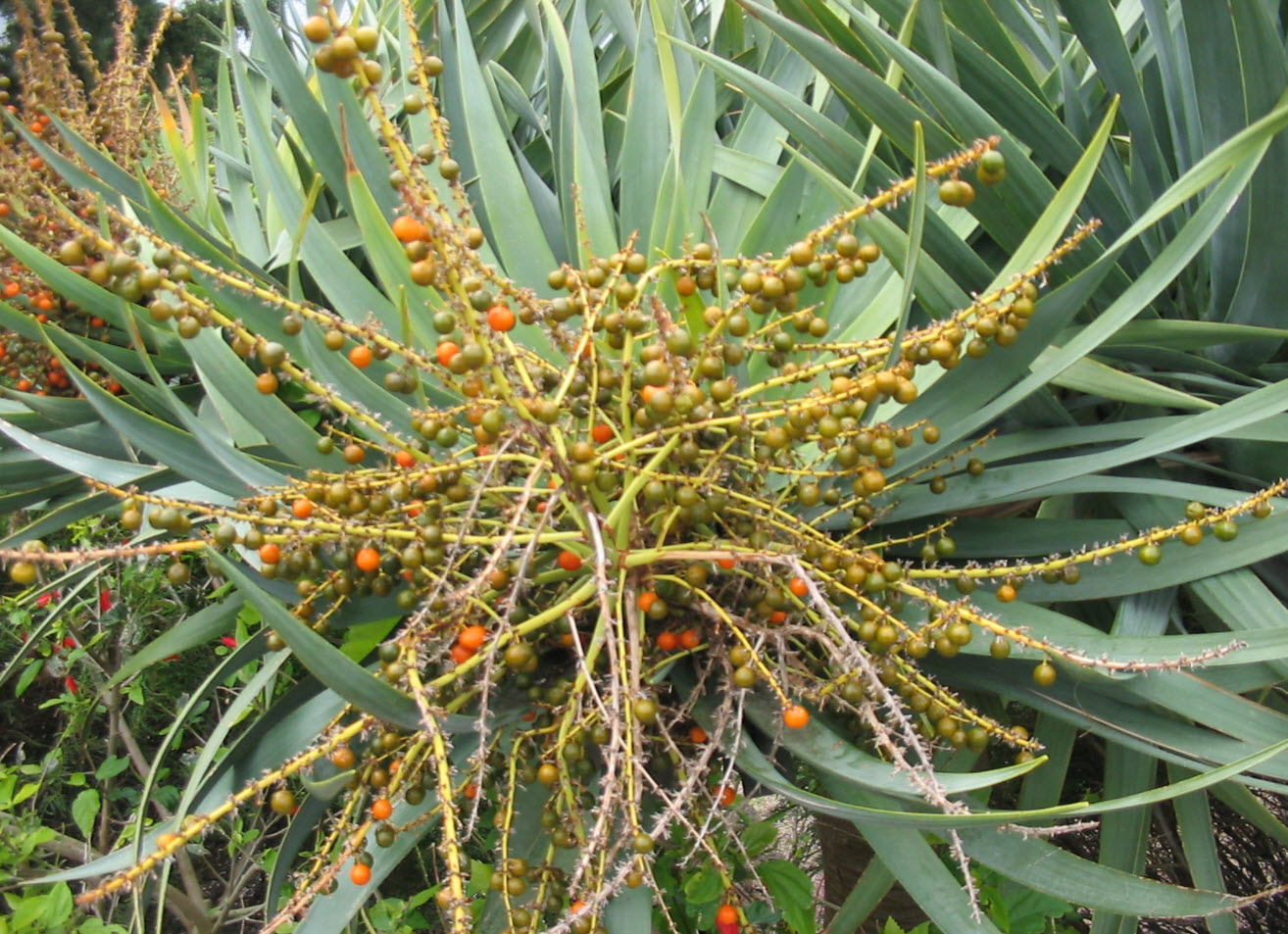 Dracaena Draco Flower