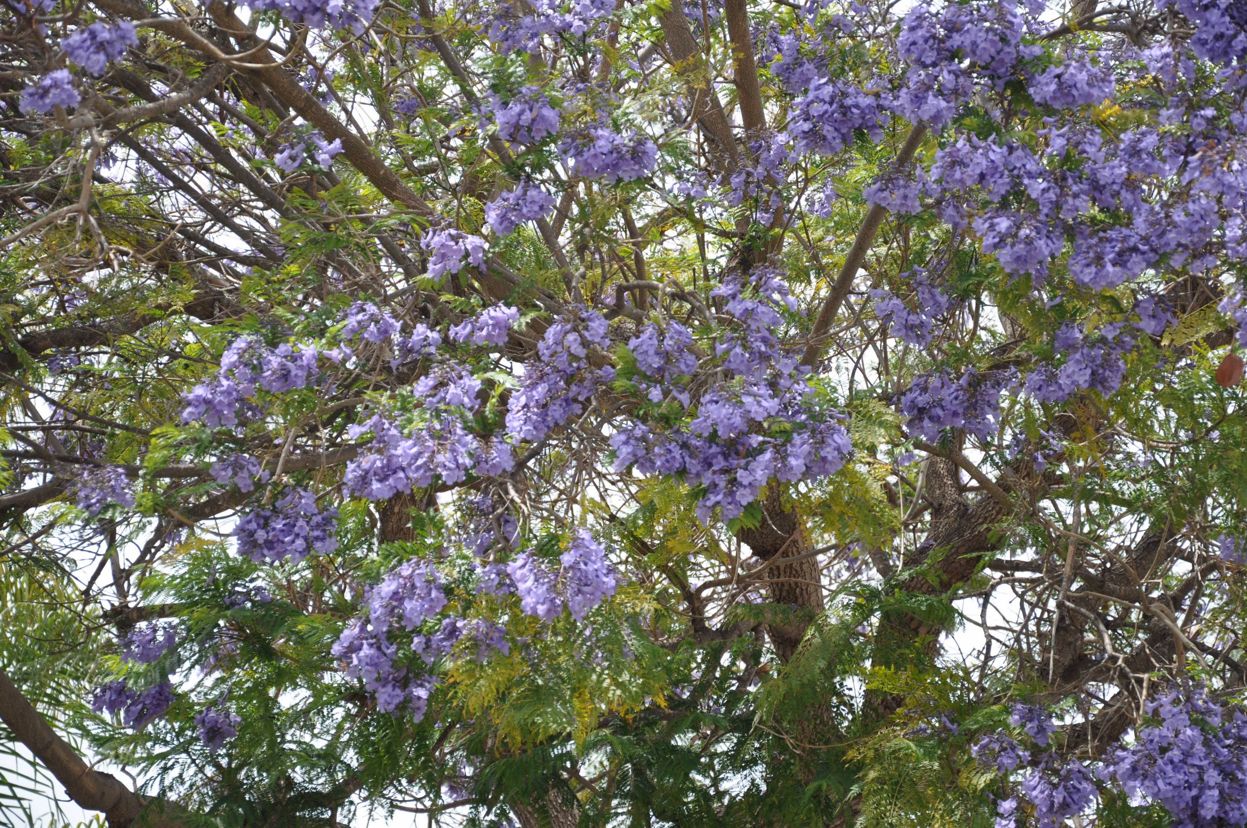 Jacaranda mimosifolia - Jacaranda | PlantMaster