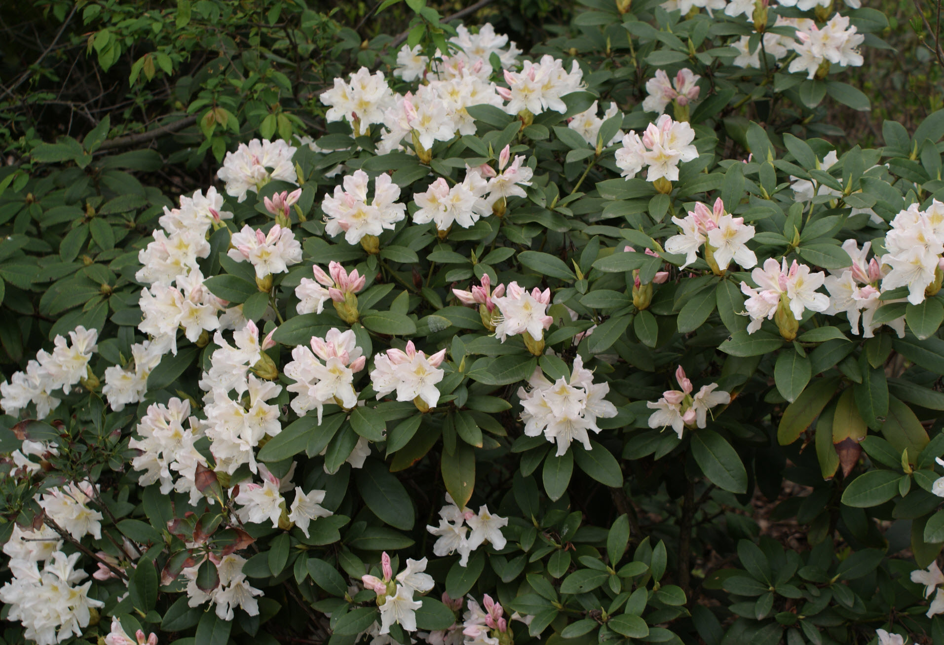 Rhododendron Cunningham s White Cunningham s White Rhododendron PlantMaster