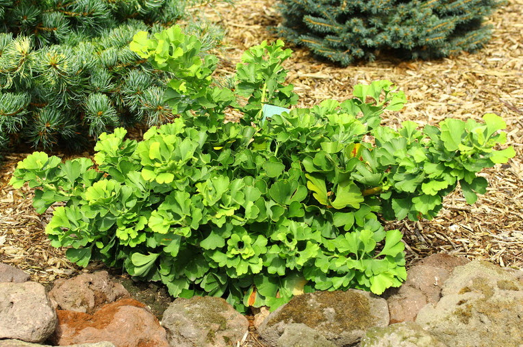 Mariken Miniature Ginkgo Ginkgo Biloba Mariken