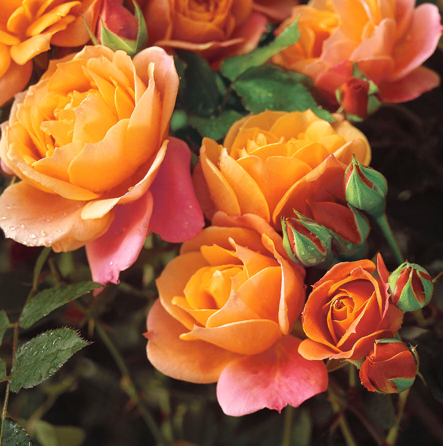 Rosa 'Disneyland' - Disneyland Rose | PlantMaster