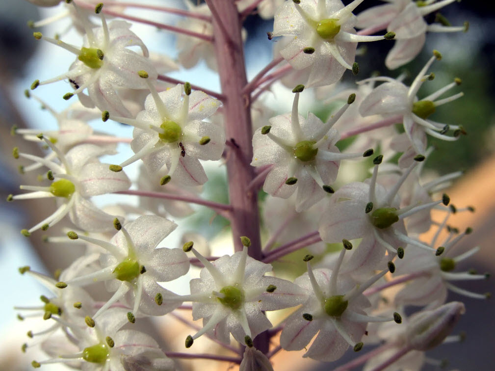 Drimia maritima - Sea Squill | PlantMaster