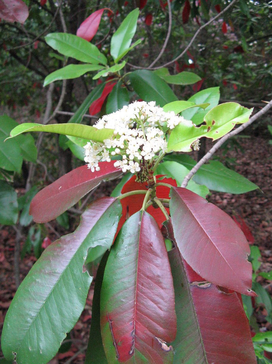 Photinia serratifolia - Chinese Photinia | PlantMaster