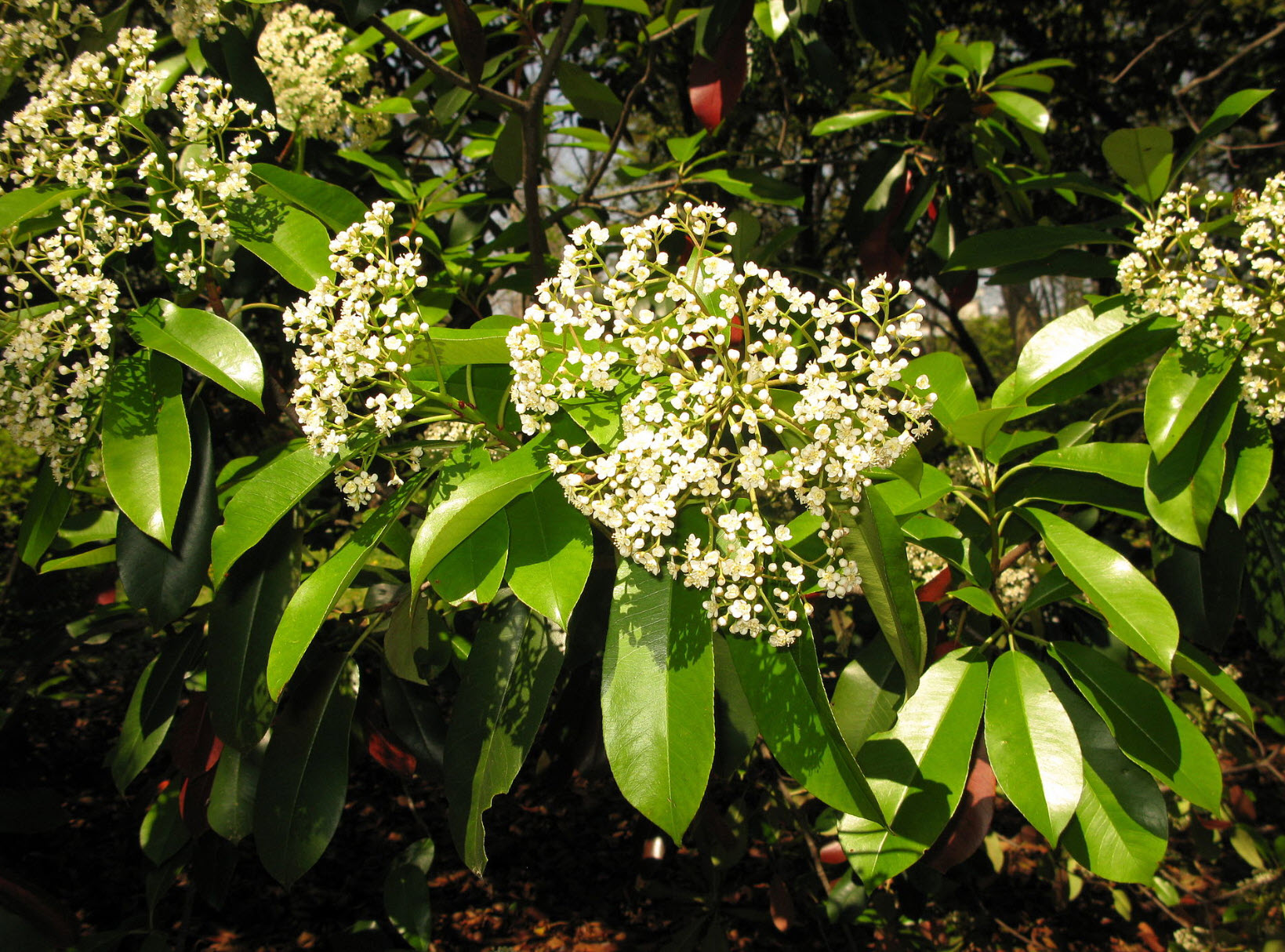 Photinia serratifolia - Chinese Photinia | PlantMaster