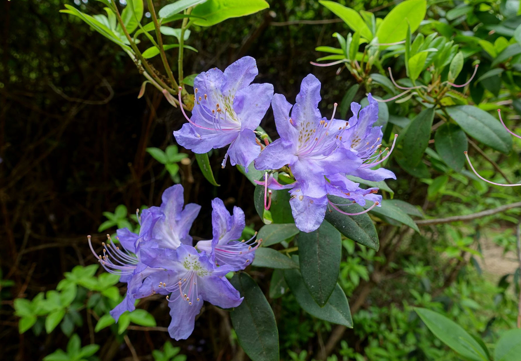 Rhododendron augustinii - Blue Rhododendron | PlantMaster