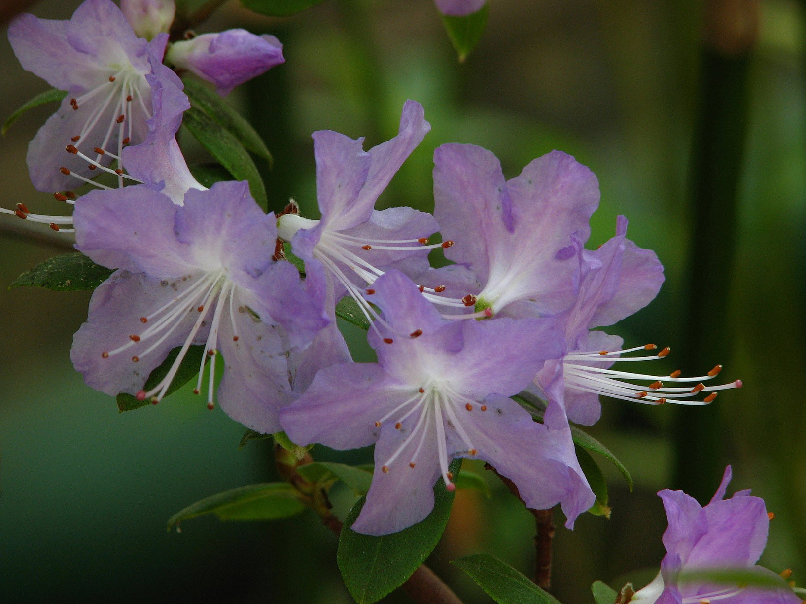 Rhododendron augustinii - Blue Rhododendron | PlantMaster