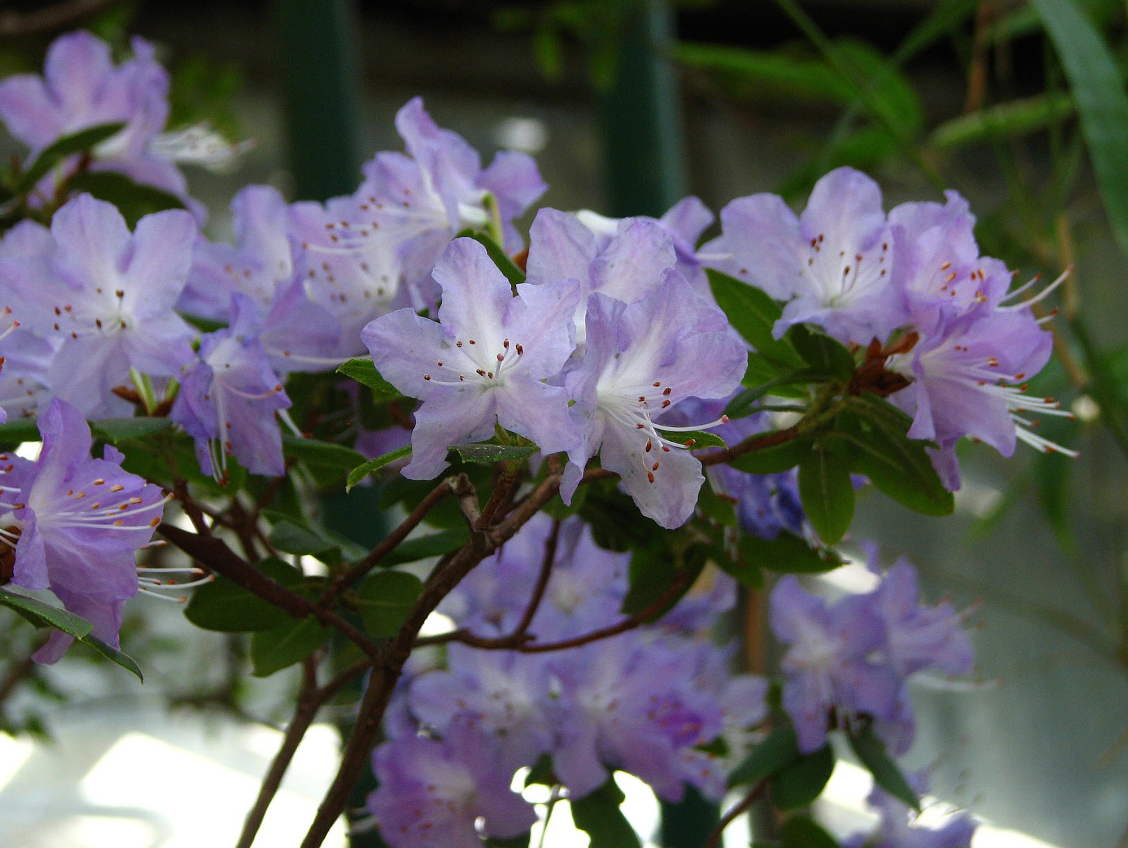 Rhododendron augustinii - Blue Rhododendron | PlantMaster