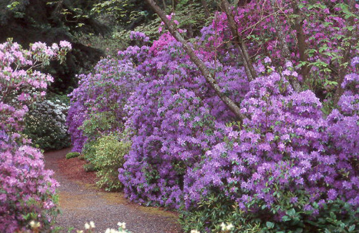 Rhododendron augustinii - Blue Rhododendron | PlantMaster