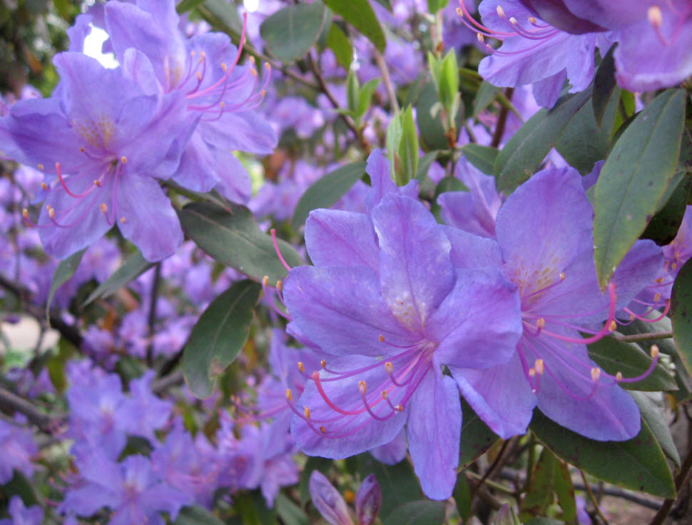 Rhododendron augustinii - Blue Rhododendron | PlantMaster