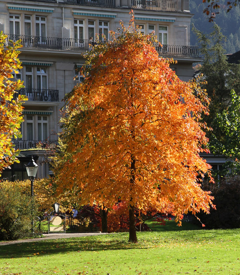Sour Gum Bark Black Gum Nyssa Sylvatica | The Arboretum