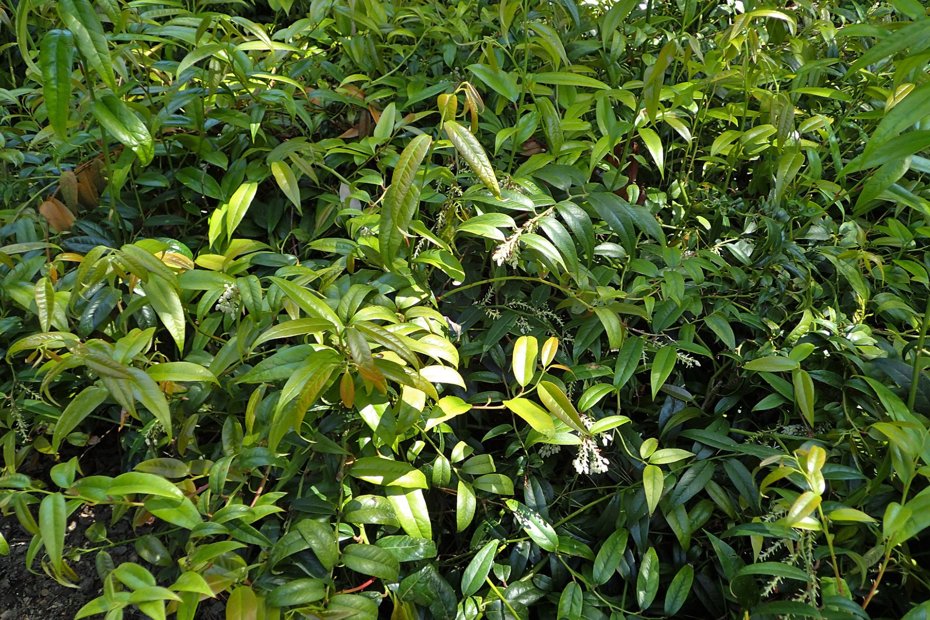 Leucothoe axillaris - Coastal Doghobble | PlantMaster