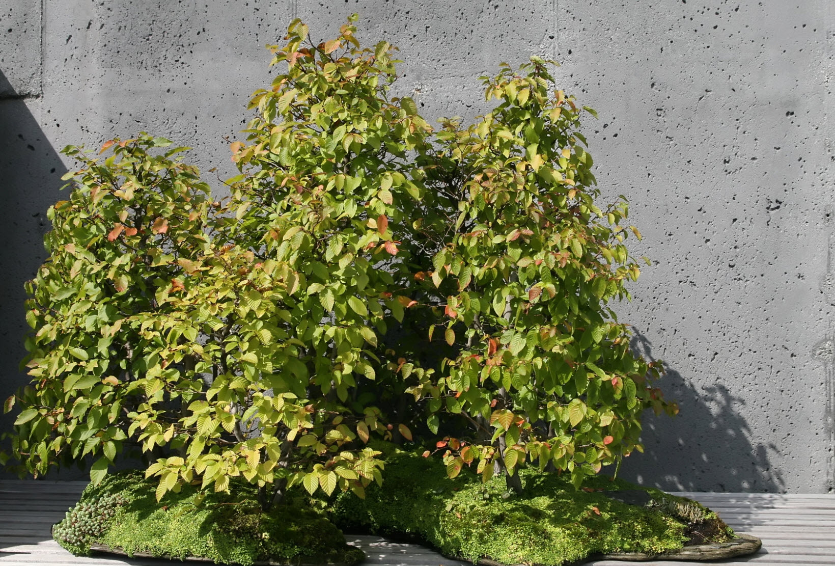 Carpinus caroliniana - American Hornbeam | PlantMaster