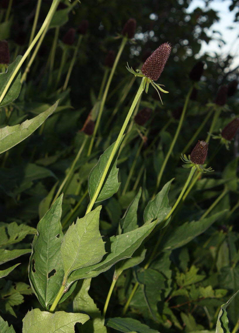 Rudbeckia occidentalis - Western Coneflower | PlantMaster
