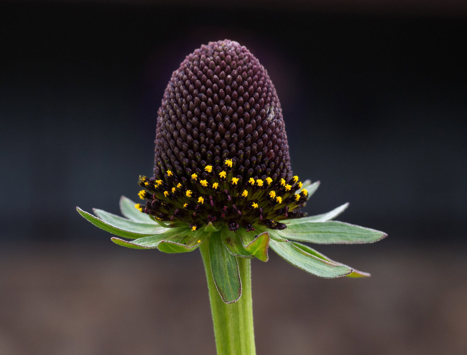 Rudbeckia occidentalis - Western Coneflower | PlantMaster